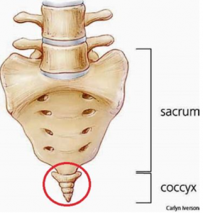 anatomie-du-coccyx • CYCL'OSTEO